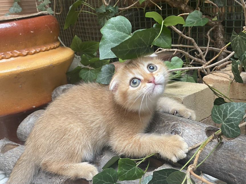Шотландские золотые шиншиллы котята
