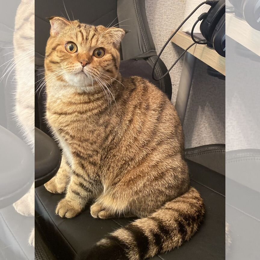 Связка вислоухий шотландец