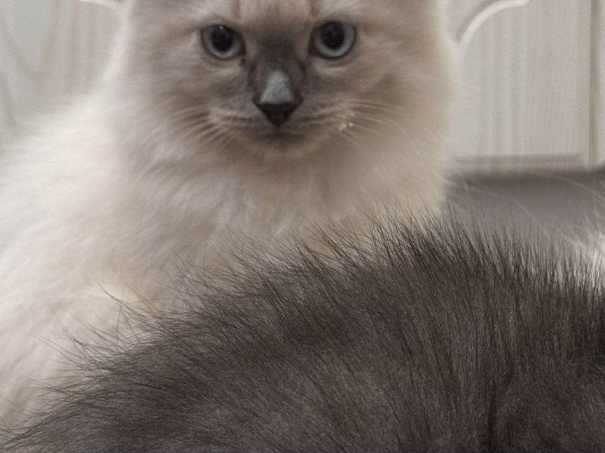 Шотландские вислоухие котята