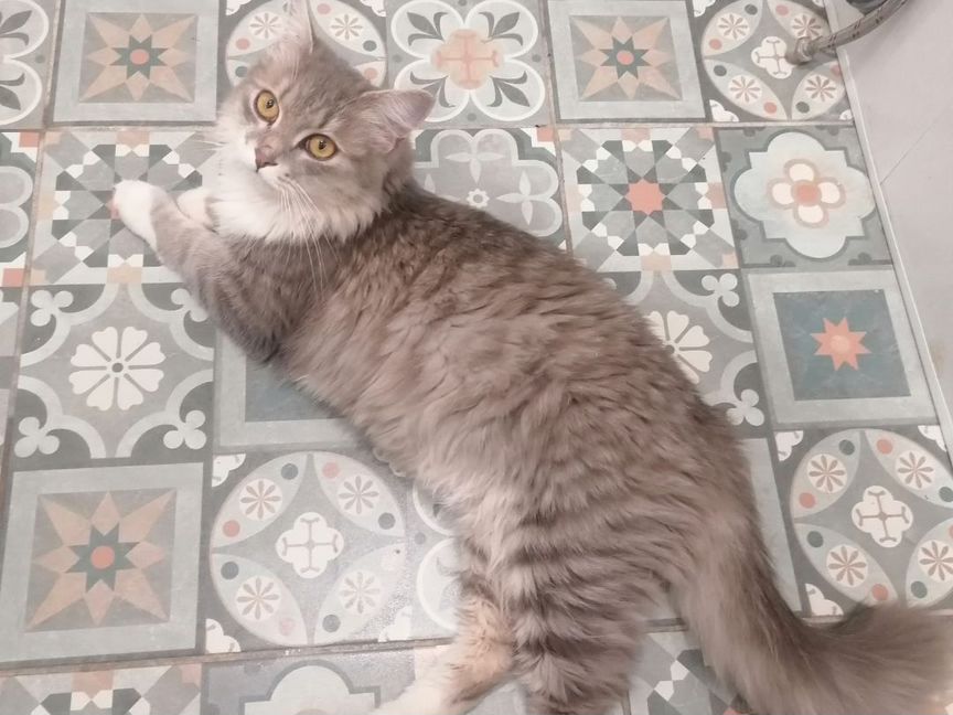 Шикарный котяра