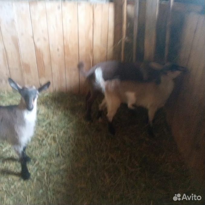 Продам козлят