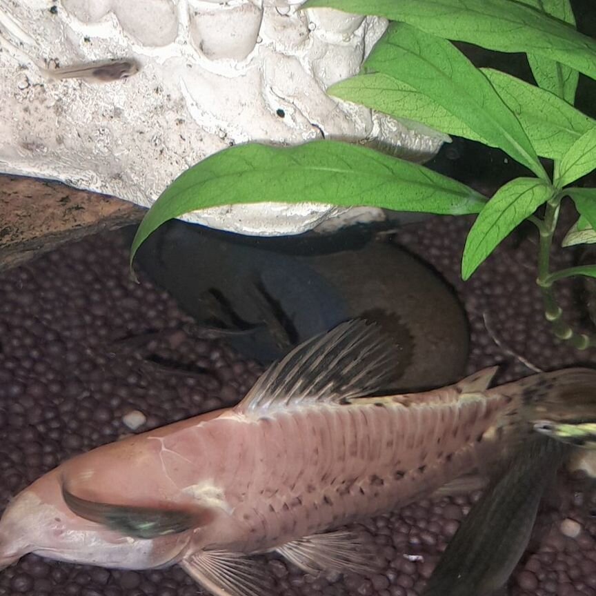 Мальки гуппи