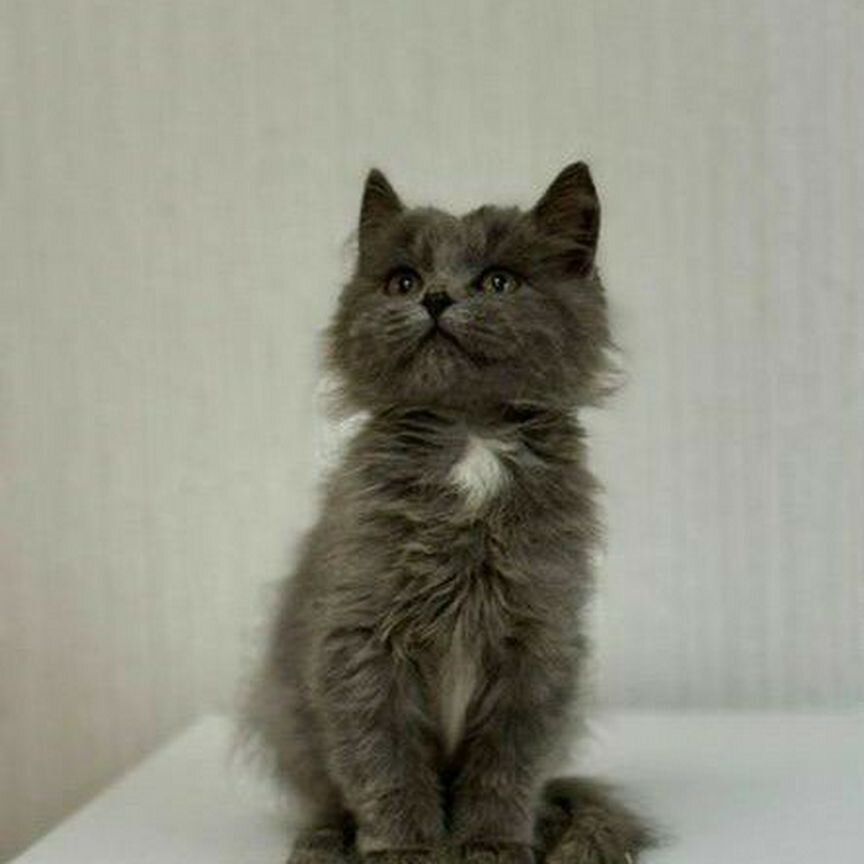 Котёнок девочка