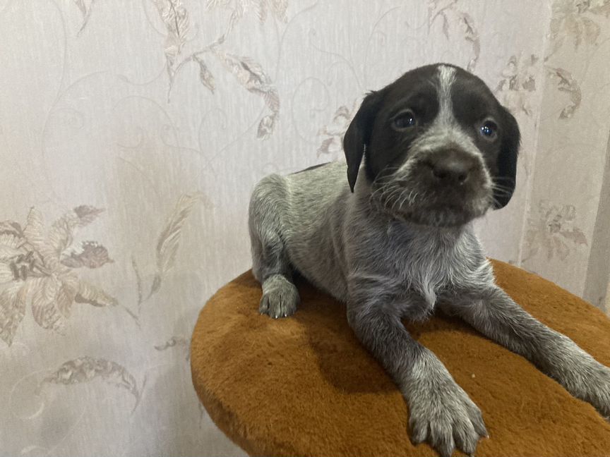 Щенки дратхаара