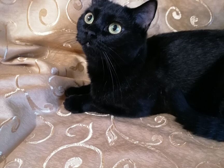 Кошка мышеловка