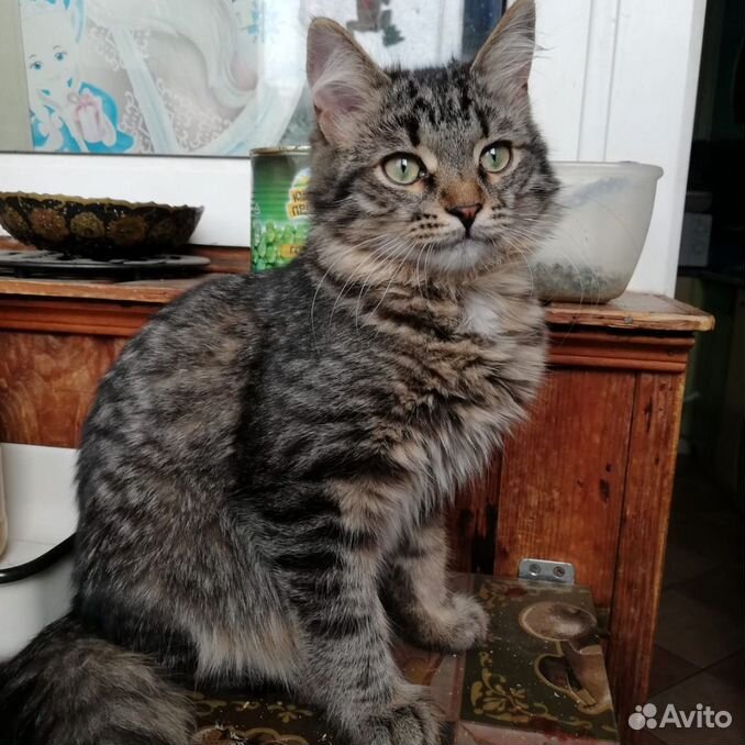 Мудрейший котик Соломон в добрые руки