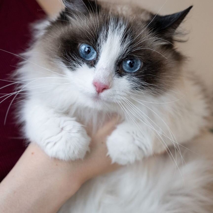 Взрослая, Девочка кошка в добрые руки