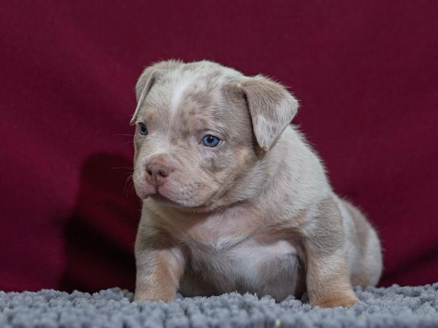 American bully
