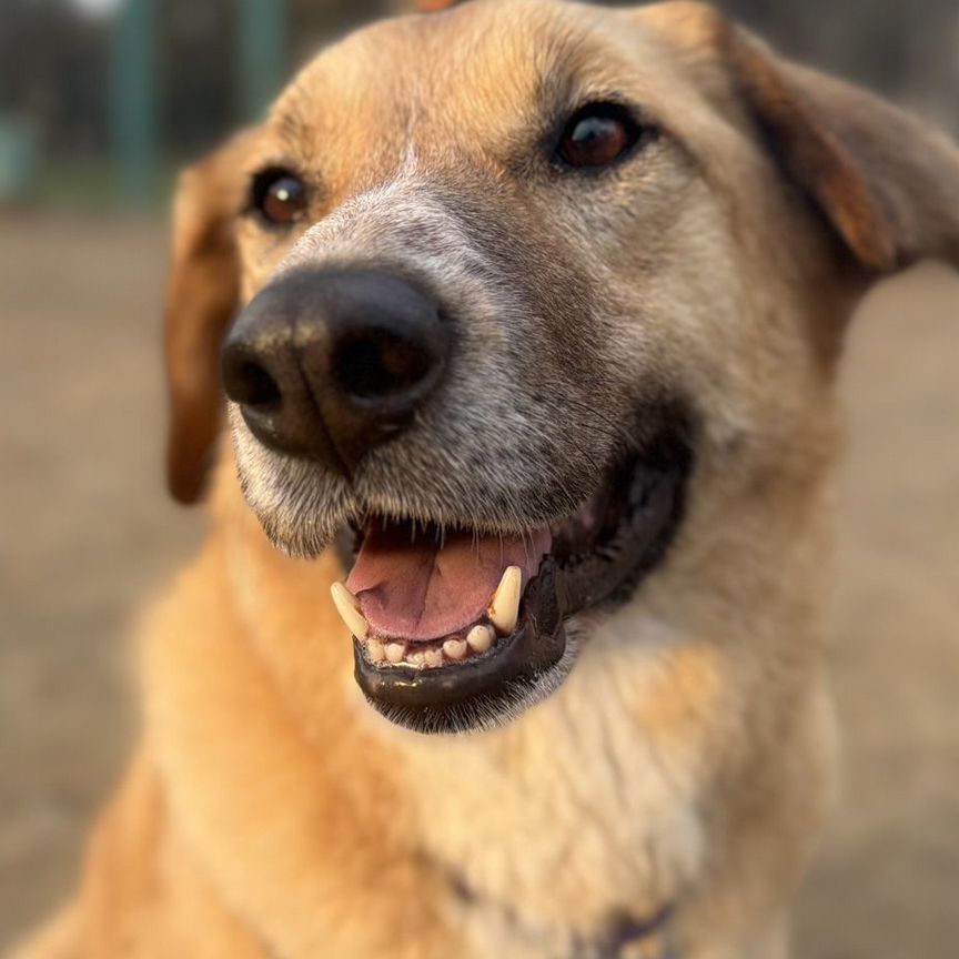 Взрослая собака в добрые руки