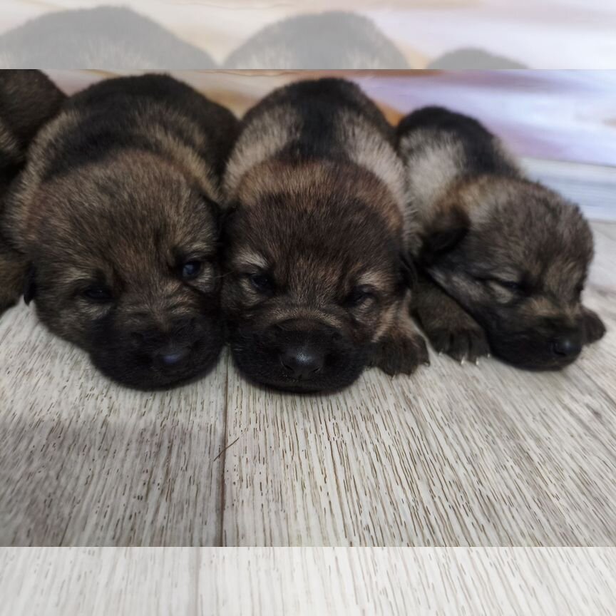 Волкособ, щенок