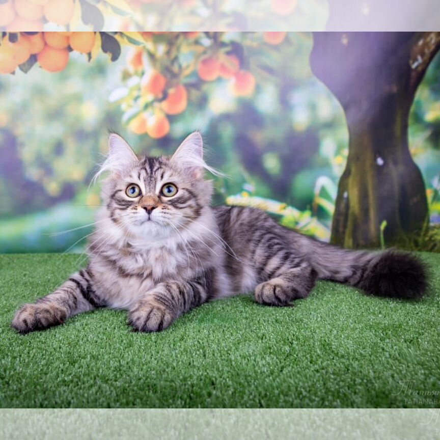 Сибирские котята