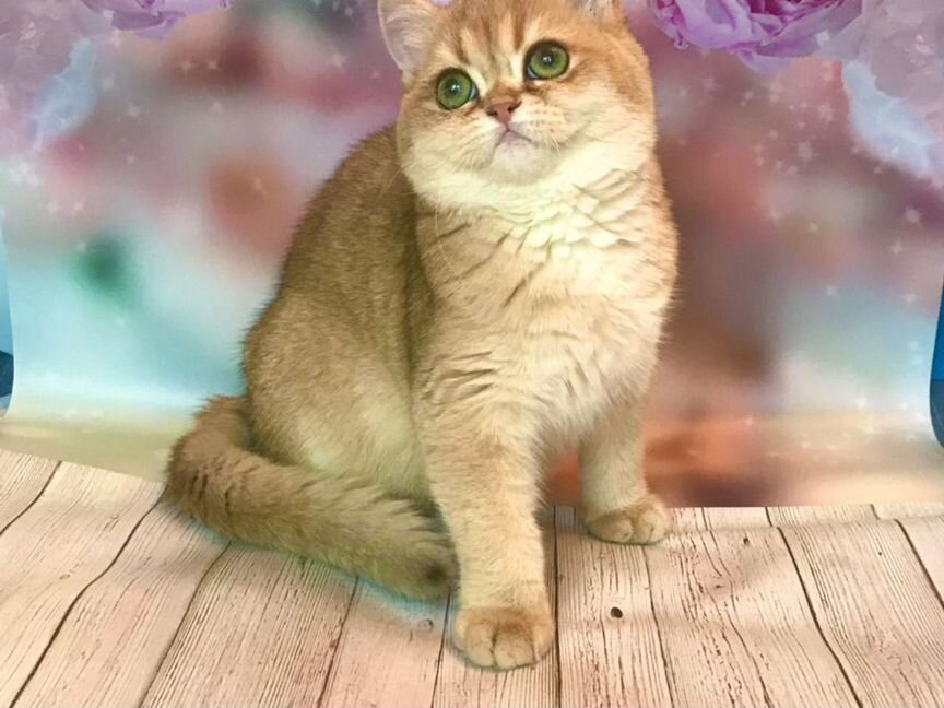 Подрощенные котята