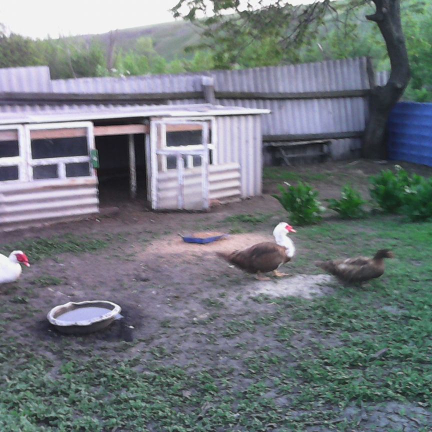 Утки шипуны июньские всех сразу 5 уток и 6 утоков