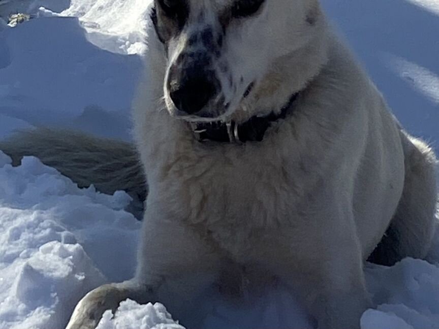 Буся ищет свою семью