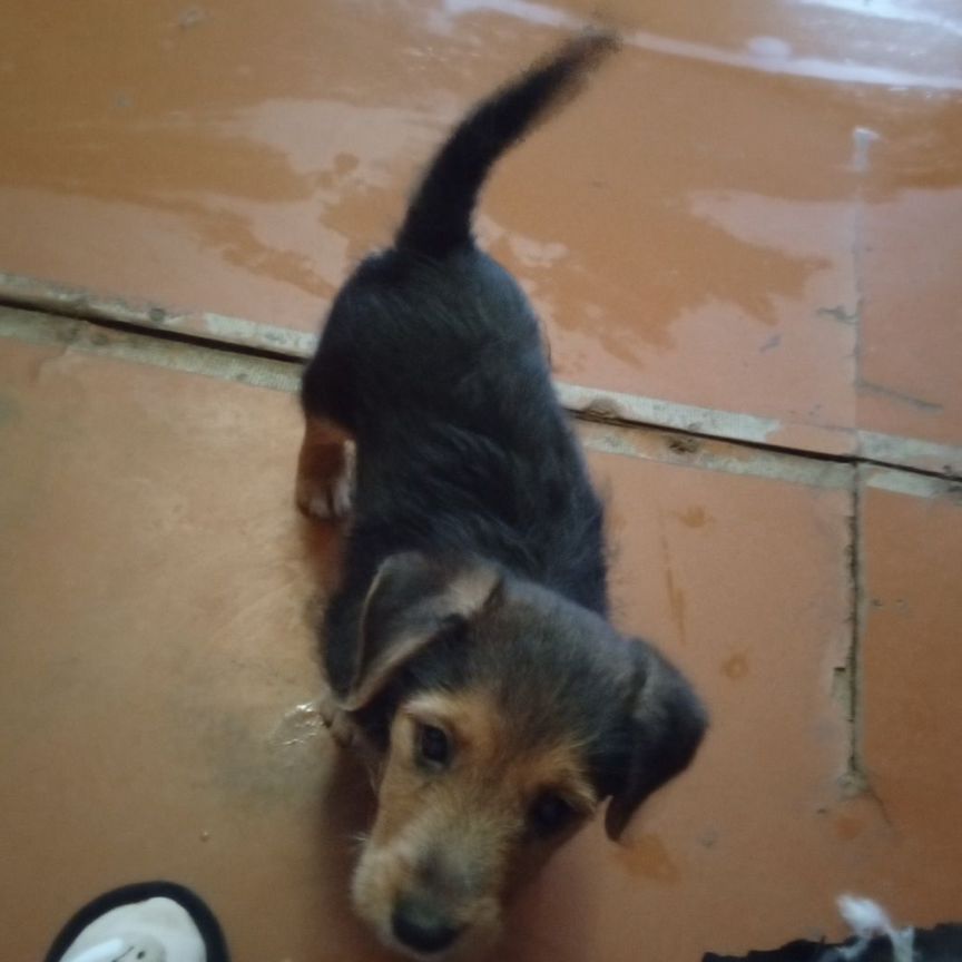 Щенок в добрые руки