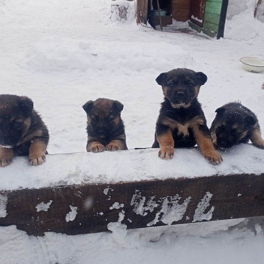 Немецкая овчарка, щенок