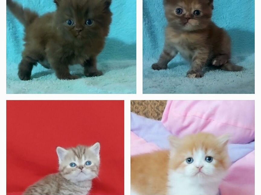 Котята - резерв