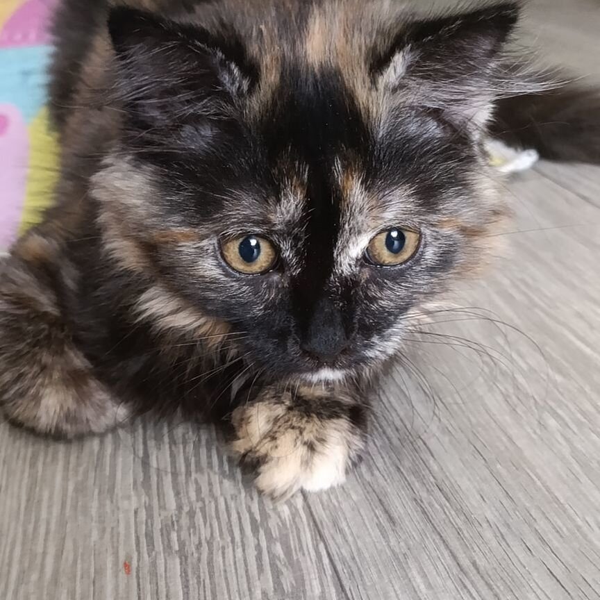 Котёнок 3 месяца