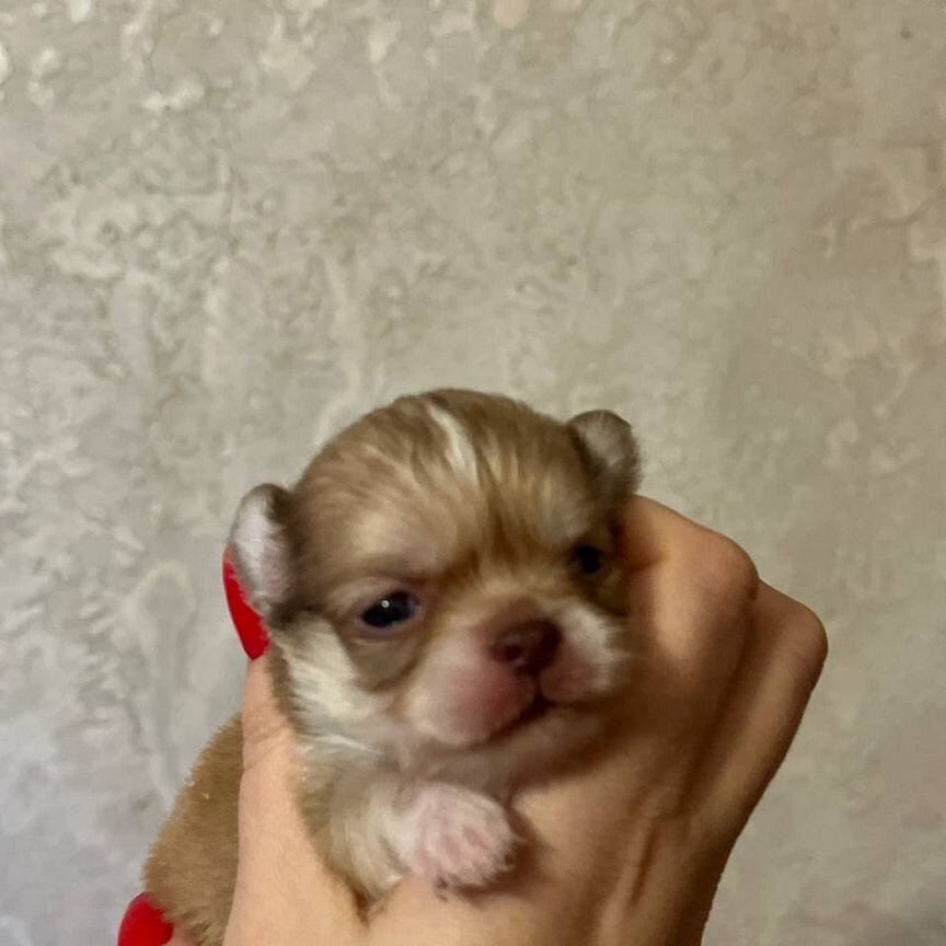 Чихуахуа, щенок