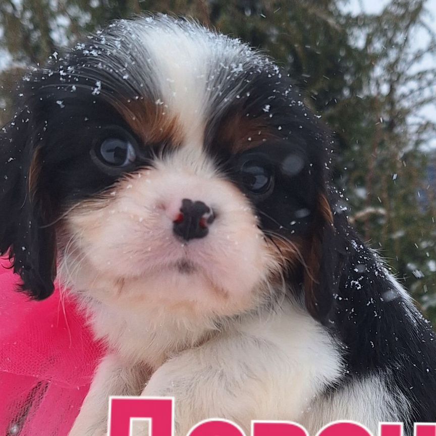 Кавалер кинг-чарльз-спаниель, щенок