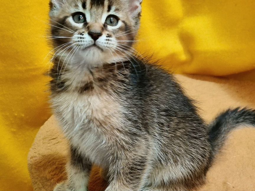 Котята чаузи