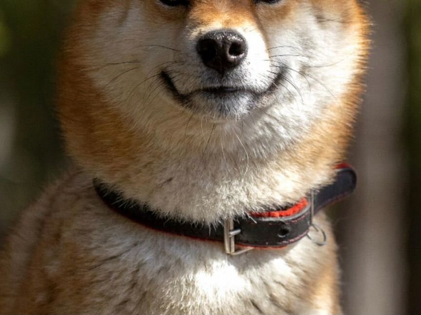 Вязка кобель сиба ину