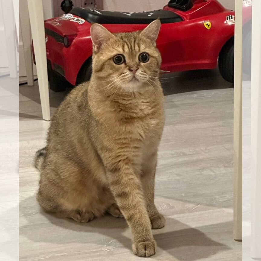 Шотландский прямоухий длинношёрстный, взрослый кот