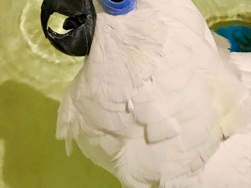 Какаду Офтальмика