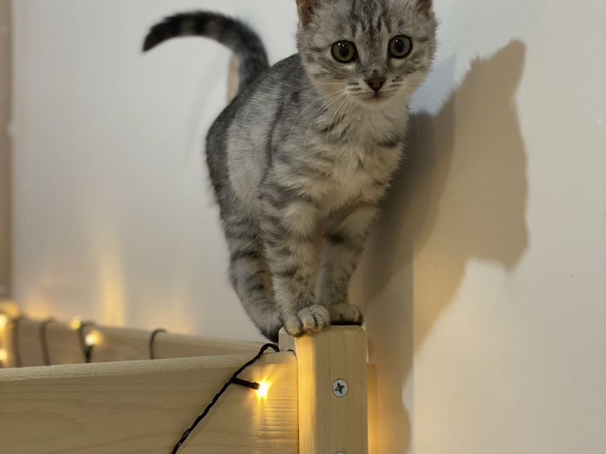 Котенок девочка мышеловка