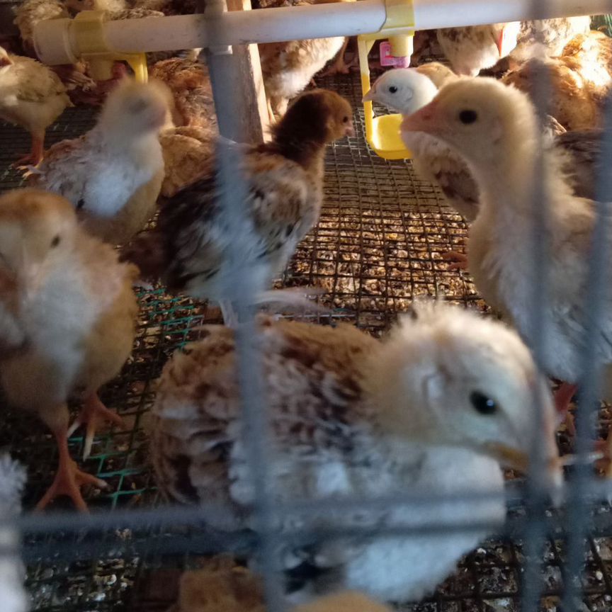 Загорские Лососевые цыплята