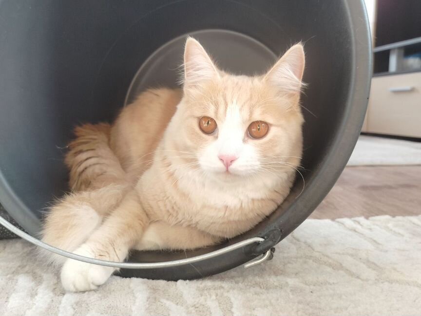 Кот