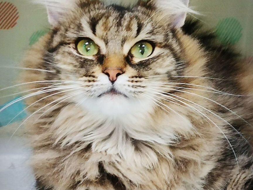 Кукурузя 2 года в добрые