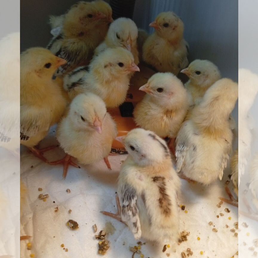 Цыплята Малазийской серамы