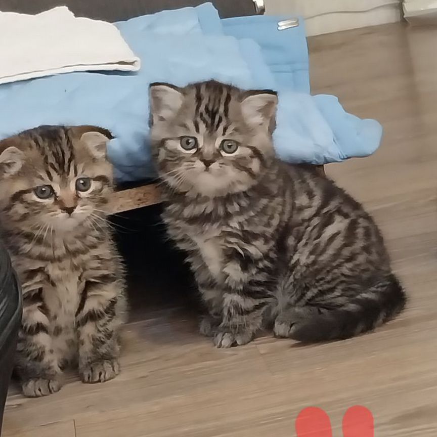 Шотландский вислоухий короткошёрстный котёнок