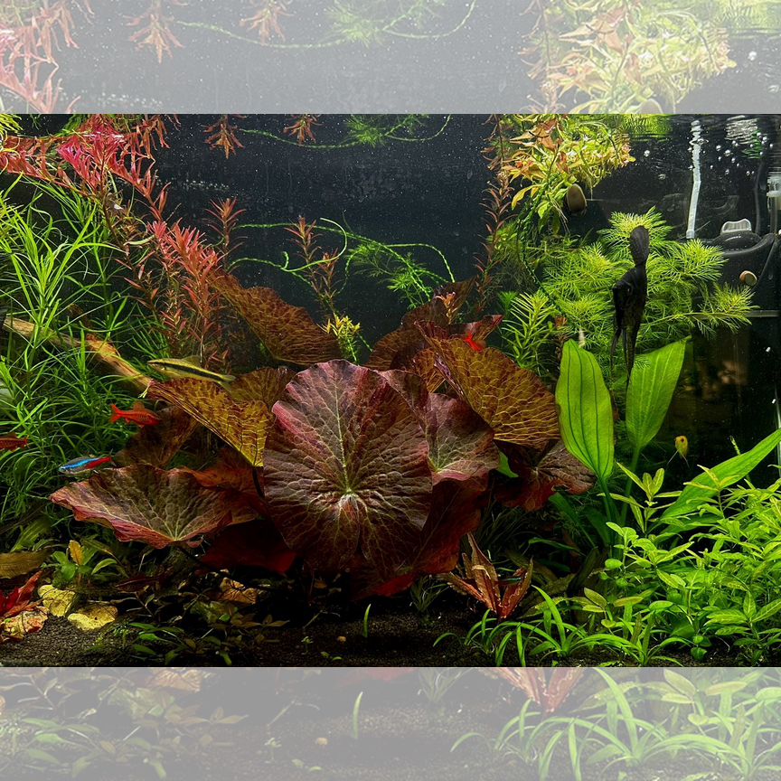 Аквариумные растения. Прополка