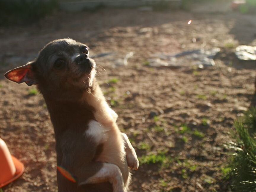 Чихуахуа девочка 5 лет