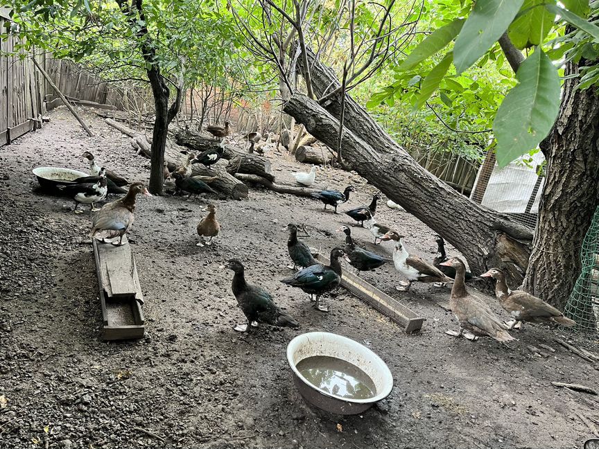 Мускустные утки