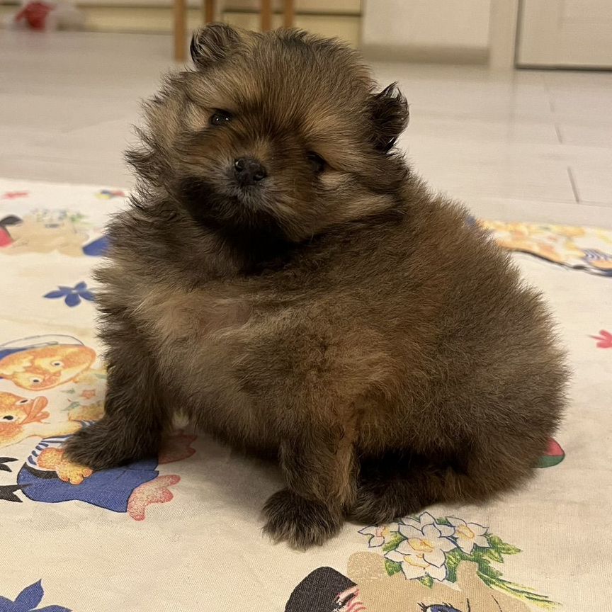 Померанский шпиц