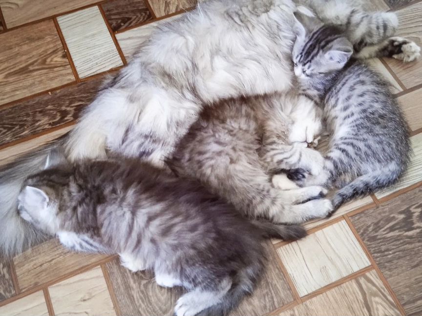 Отдам котят пушистые