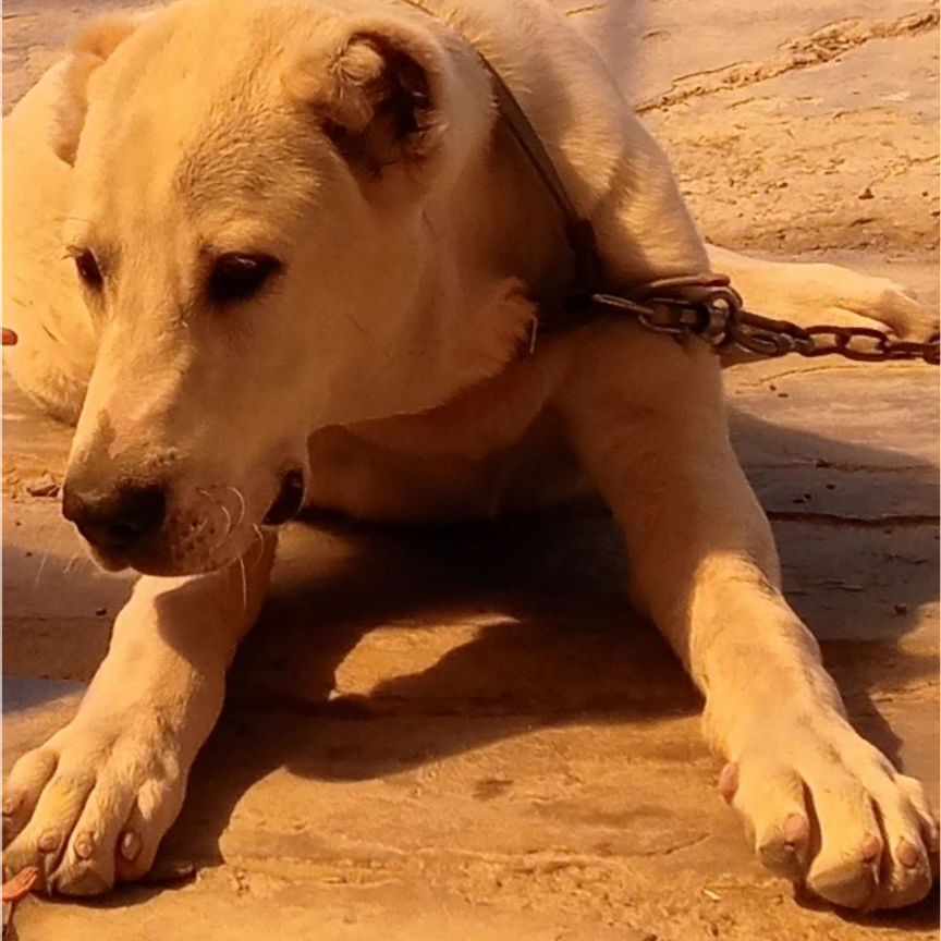 Среднеазиатская овчарка, щенок