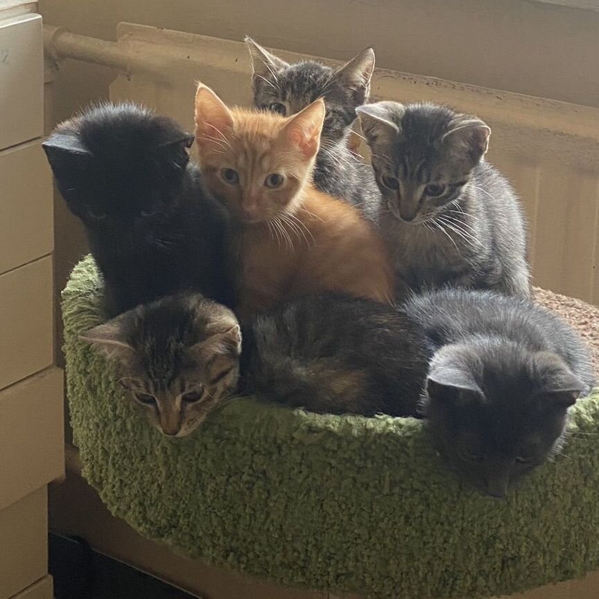 Котята в добрые руки