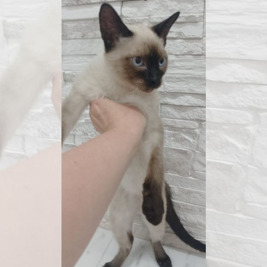 Донской сфинкс котята доставка