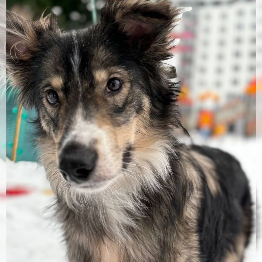 В добрые руки собака Оливер