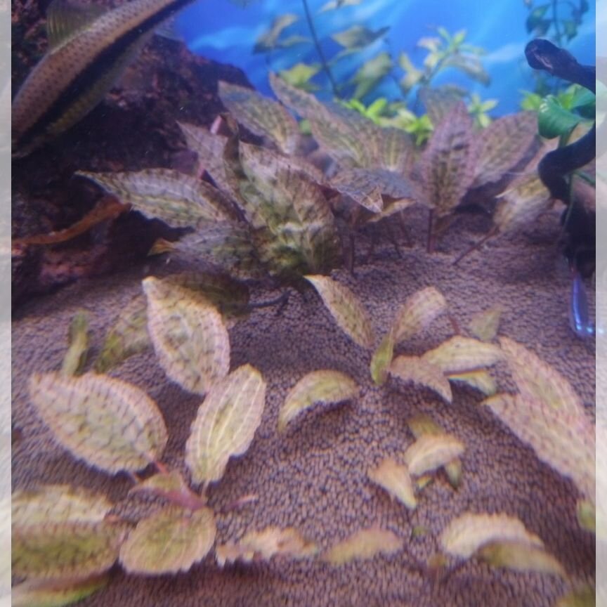 Аквариумные растения