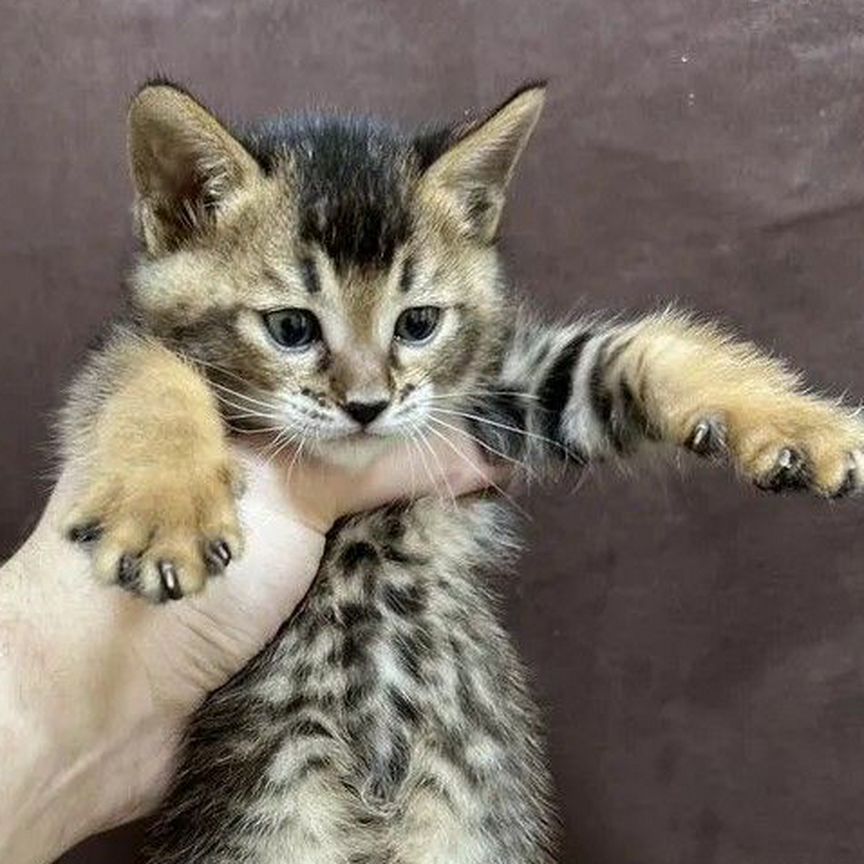 Чаузи кошечка Ариана
