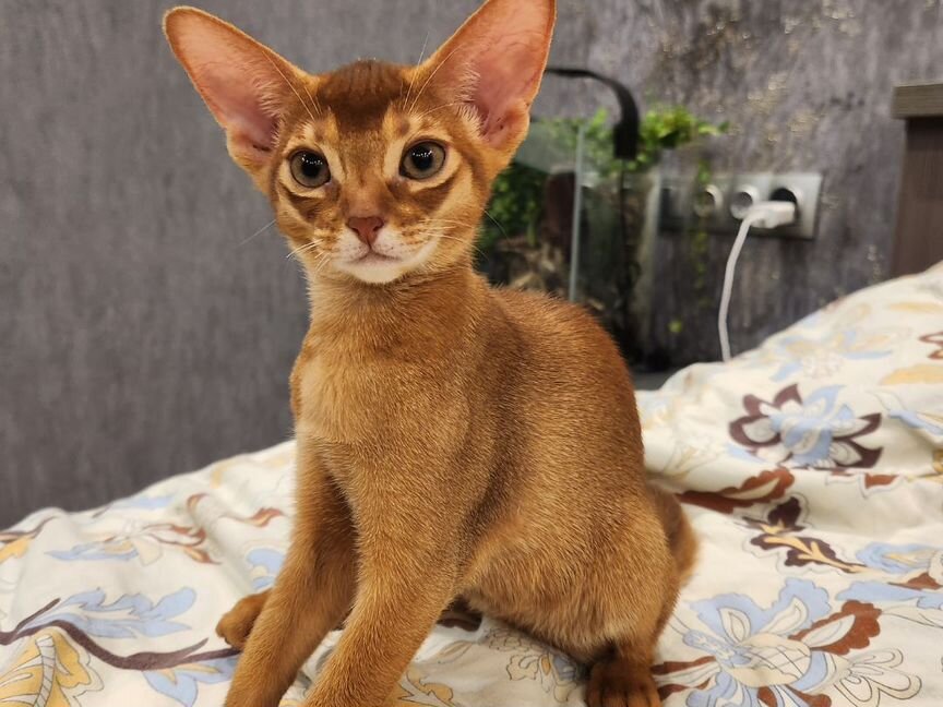 Абиссинский котенок соррель