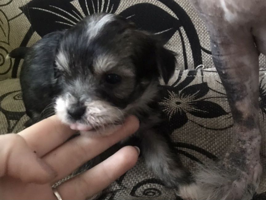 Одщам щенят маленьких пород