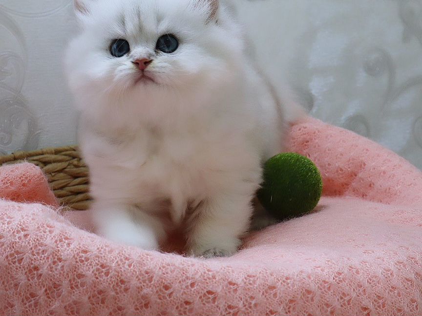 Британские котята, серебристая шиншилла