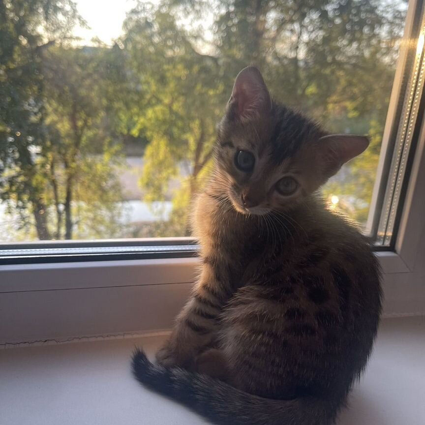 Котята бенгалы