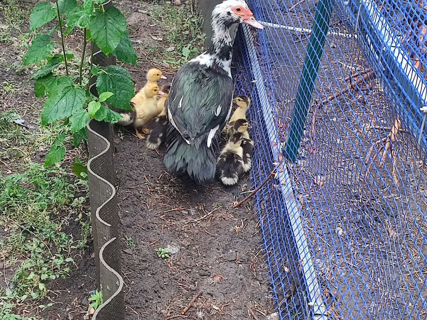 Недельные утятя (шипуны)